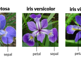 Iris Flowers Classification Using Machine Learning Analytics Vidhya